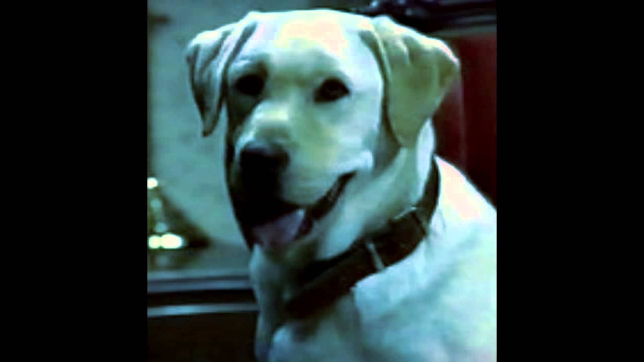 A Tribute to Bouncer Neighbours - YouTube