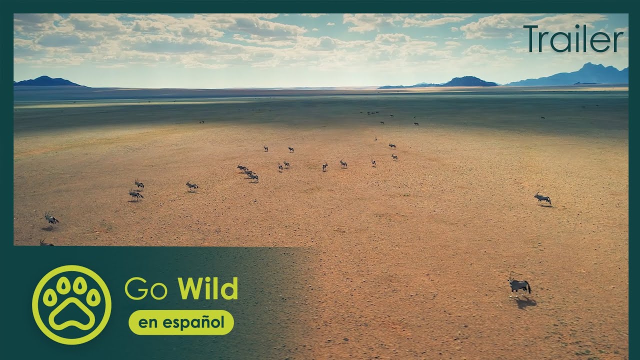 Amy Meets trailer - Go Wild (en español) - YouTube