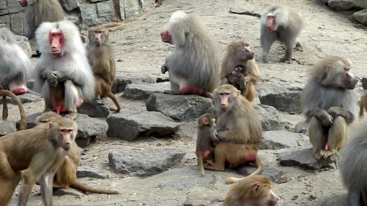 Dierenpark Emmen - Bavianen - YouTube