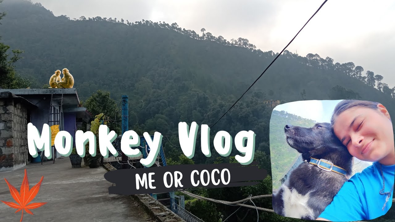 Aaj Bandaro Ko Bagaya Mene Or COCO Ne | Bander Bagao vlog | Anjali Rana Vlogs... - YouTube
