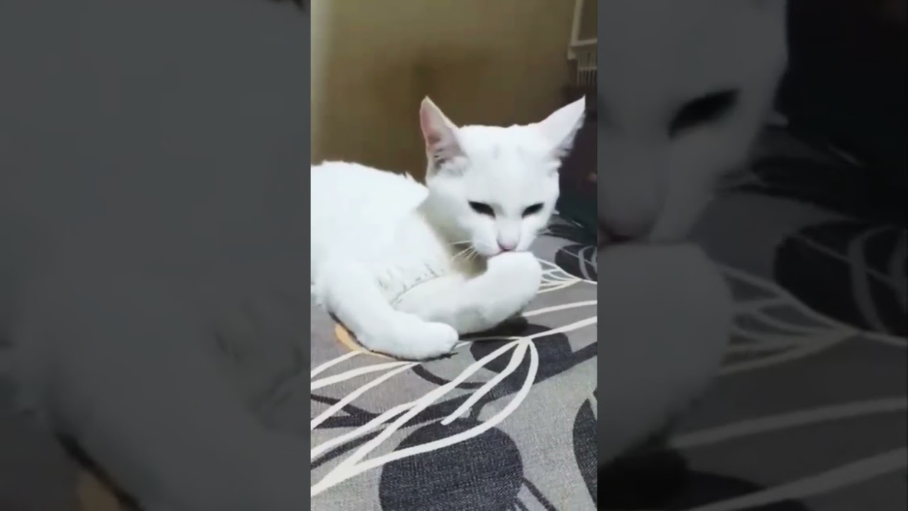 Cute Cat - YouTube