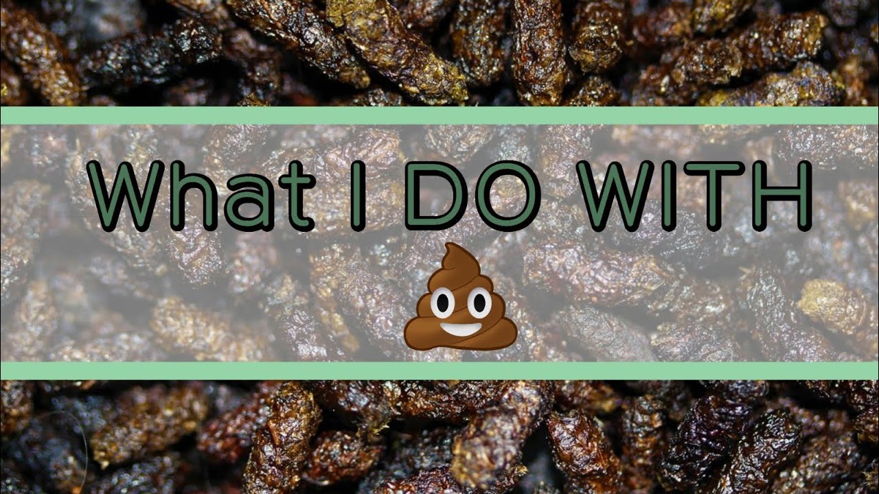What I do with stick insect poo - YouTube