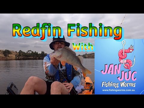 Redfin fishing with JanJuc worms