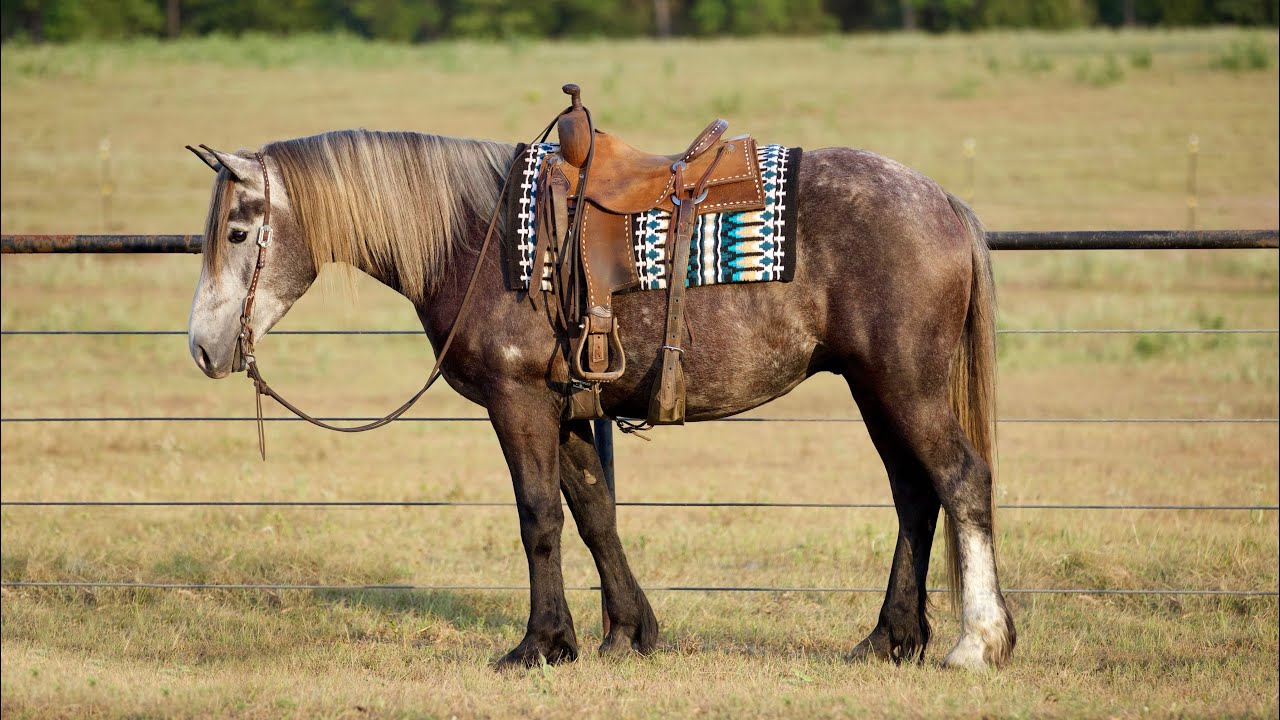 Diamond - Flying B Equine - FOR SALE - YouTube