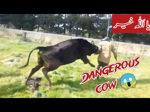 Dangerous Cow Hitting a Man 😱 | Angry Cow Videos - YouTube