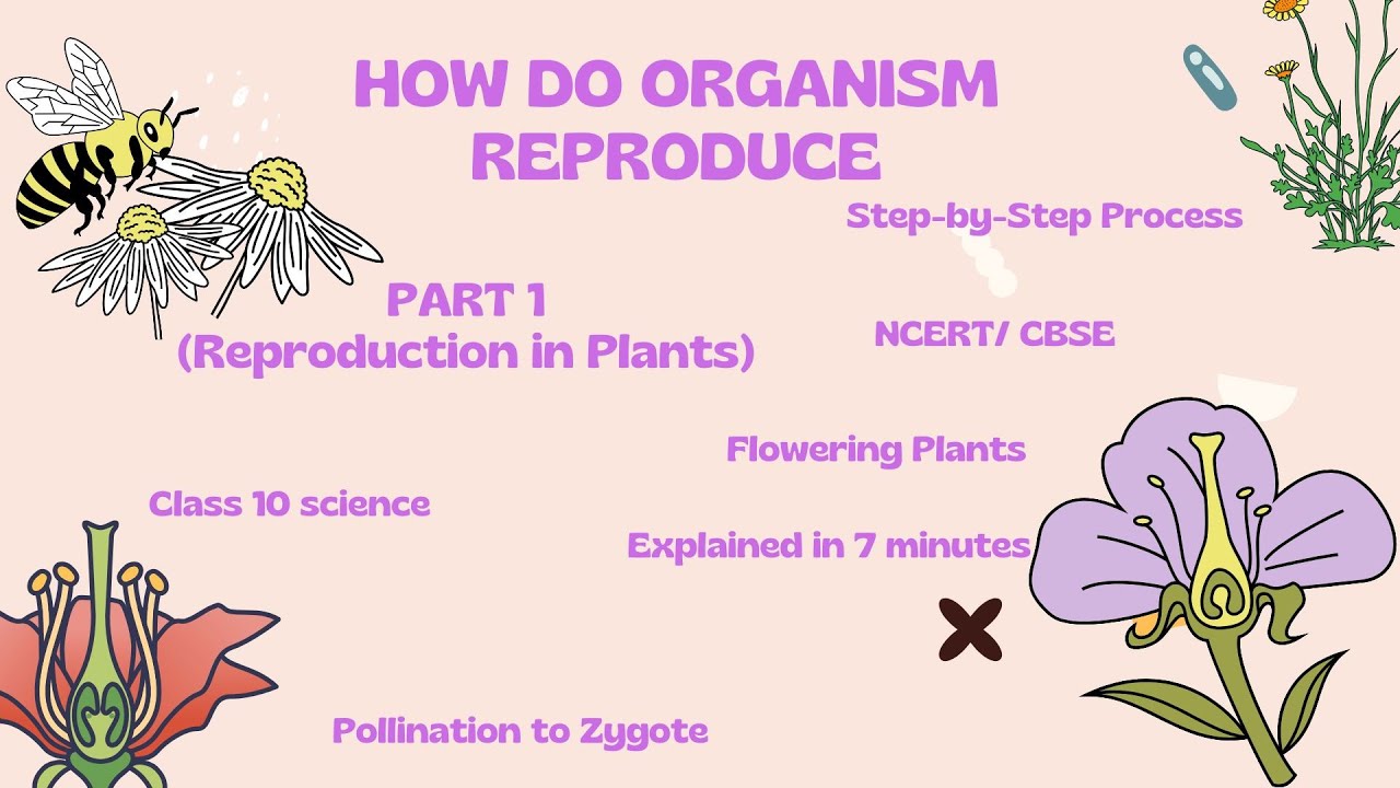 Fertilization in Plants Explained | Detailed Process with Illustrations ...
