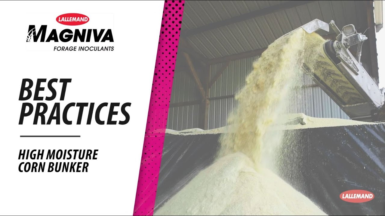 MAGNIVA Best practices: High Moisture Corn Silage - YouTube