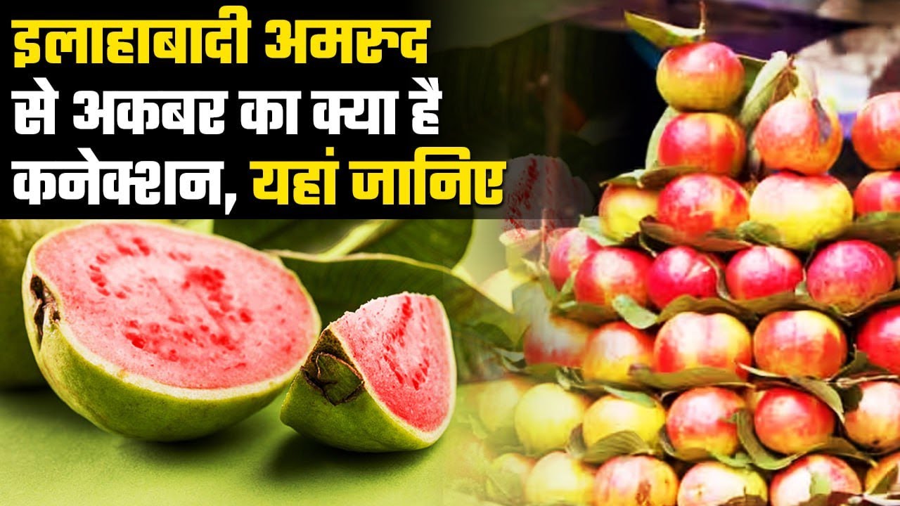 Allahabadi Amrud आखिर क्यों है इतना फेमस, क्या है इसका इतिहास ...