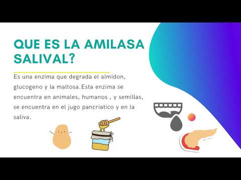 Enzima Amilasa Salival - YouTube