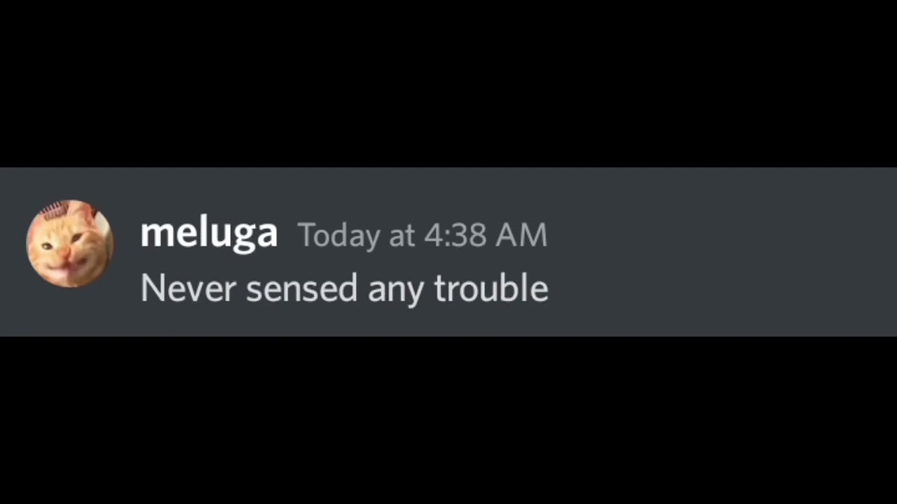 Meluga sell pet foods #catlover - YouTube