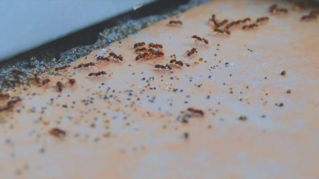Ant Trap Time Lapse - YouTube