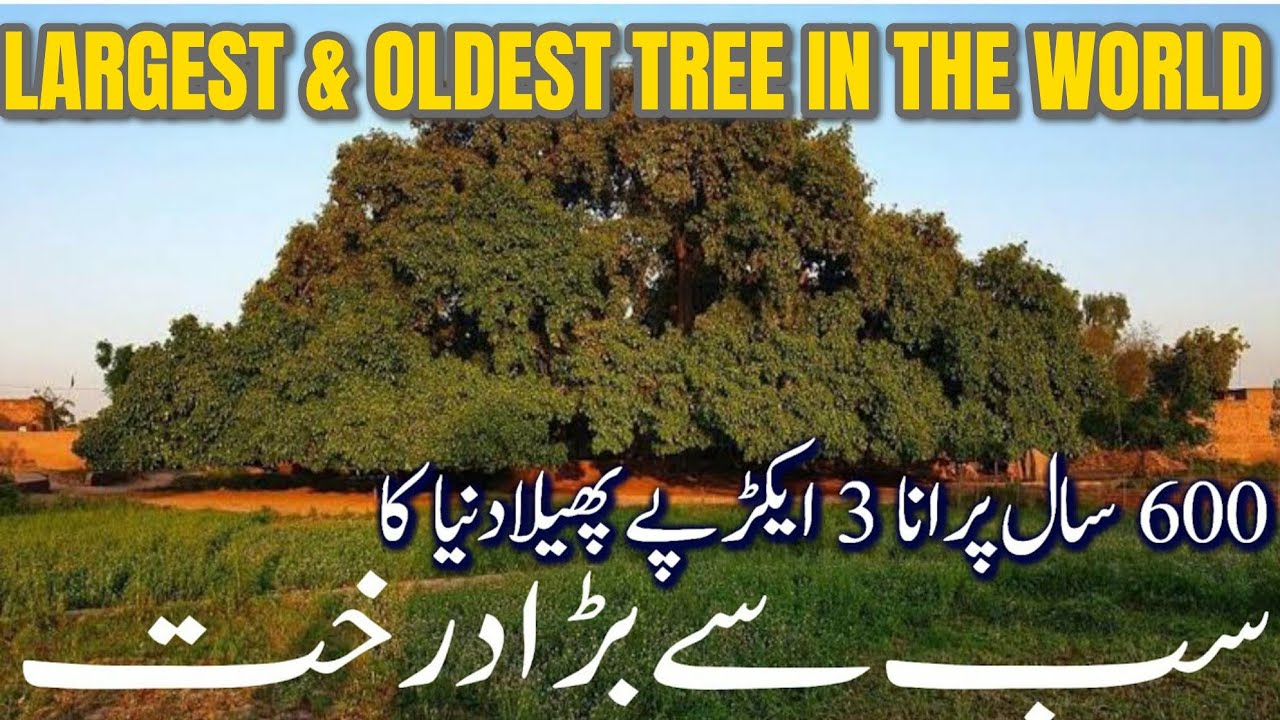 Largest Tree in Pakistan | Oldest Tree in World | Midh Ranjha Big Tree ...