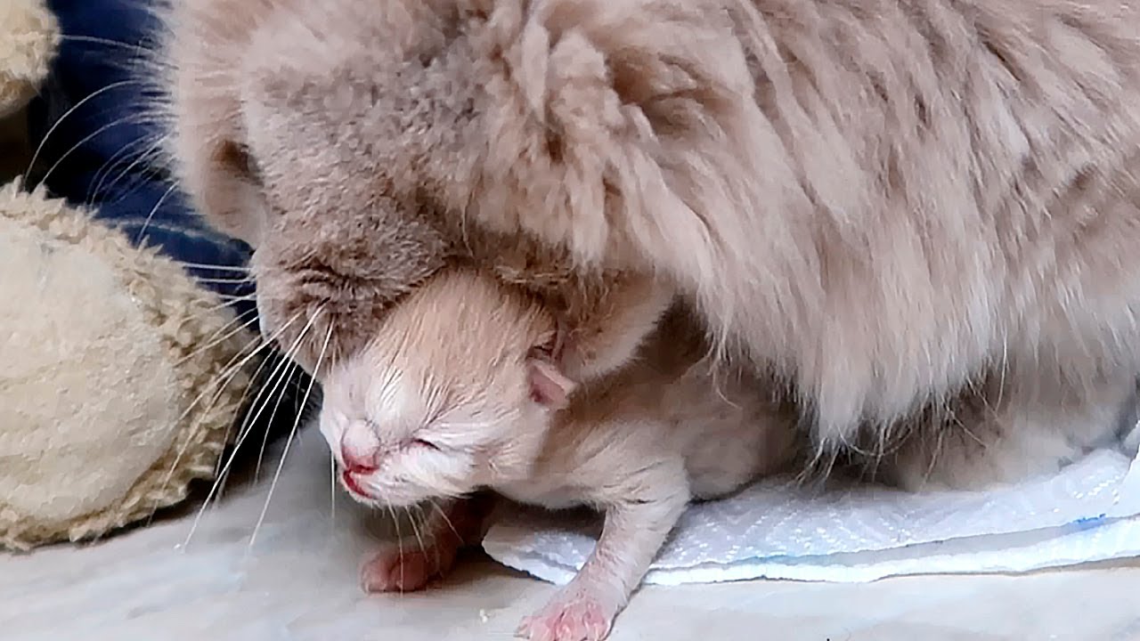 From Tiny Furballs to Teddy-Sized Fluff! 🐾😻 | 50 Days of Adorable ...