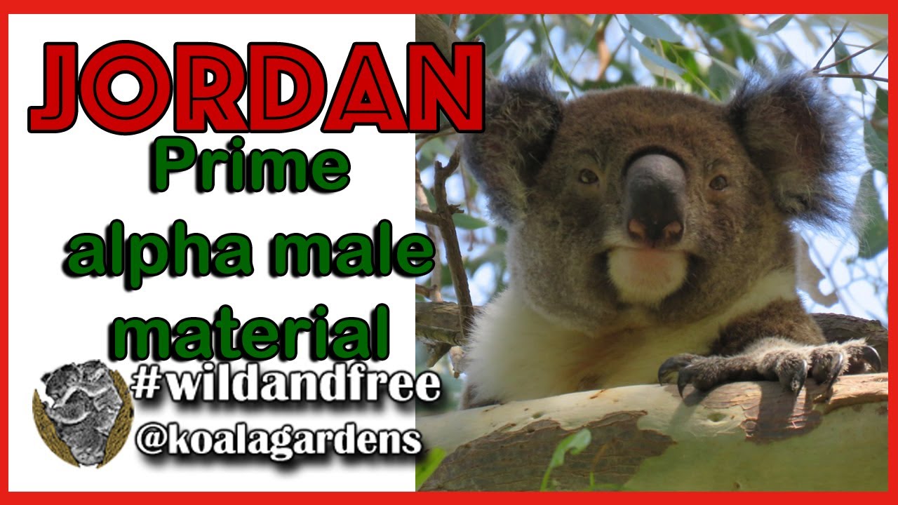Jordan - an alpha male koala - YouTube