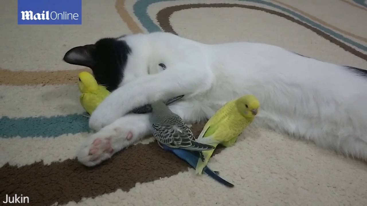 Cat love birds - YouTube