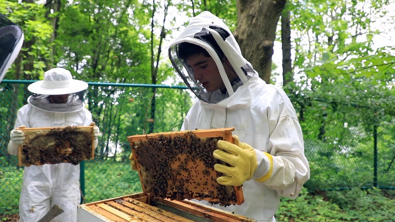 Saints Learn Un-Bee-Lievable New Skills - YouTube