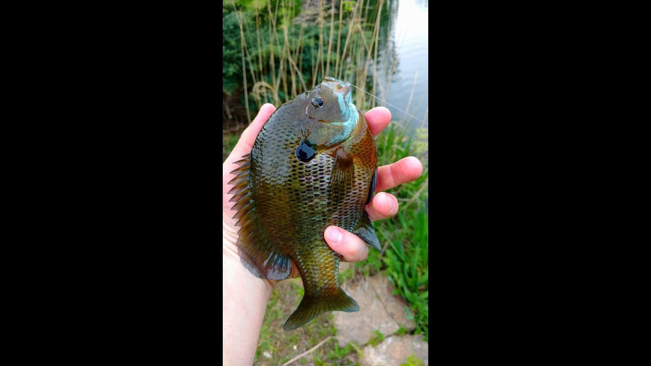 Fishing bluegill beds with Brim Reaper and action cam - YouTube
