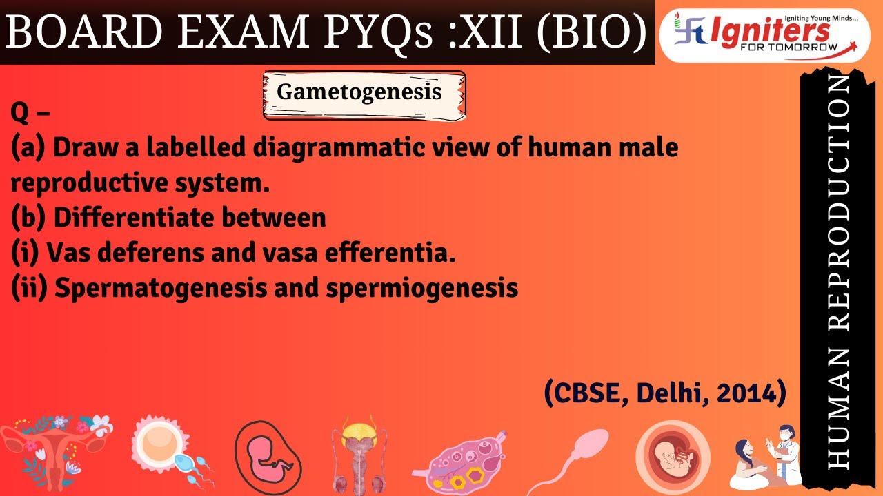 Draw A Labelled Diagrammatic View Of Human Male Reproductive System B