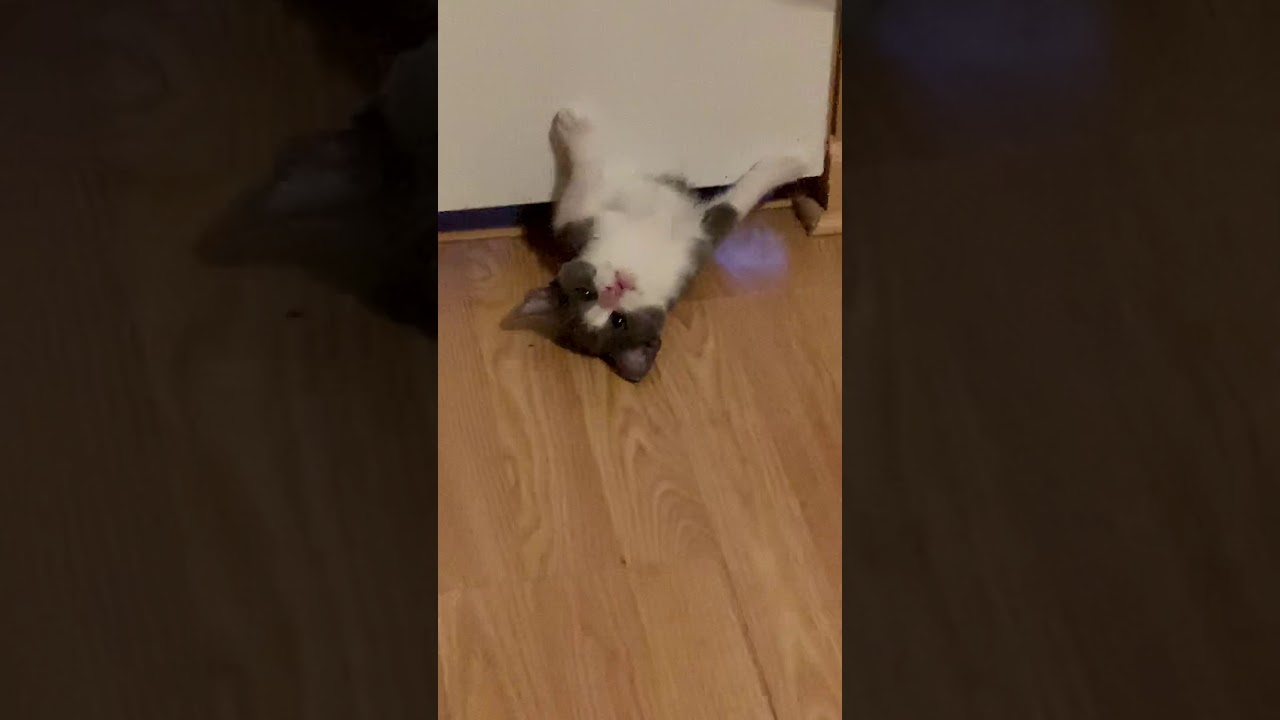 Cat stuck under door - YouTube