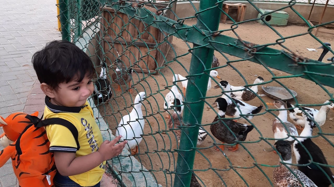 Musa feeding the ducks in the zoo - YouTube