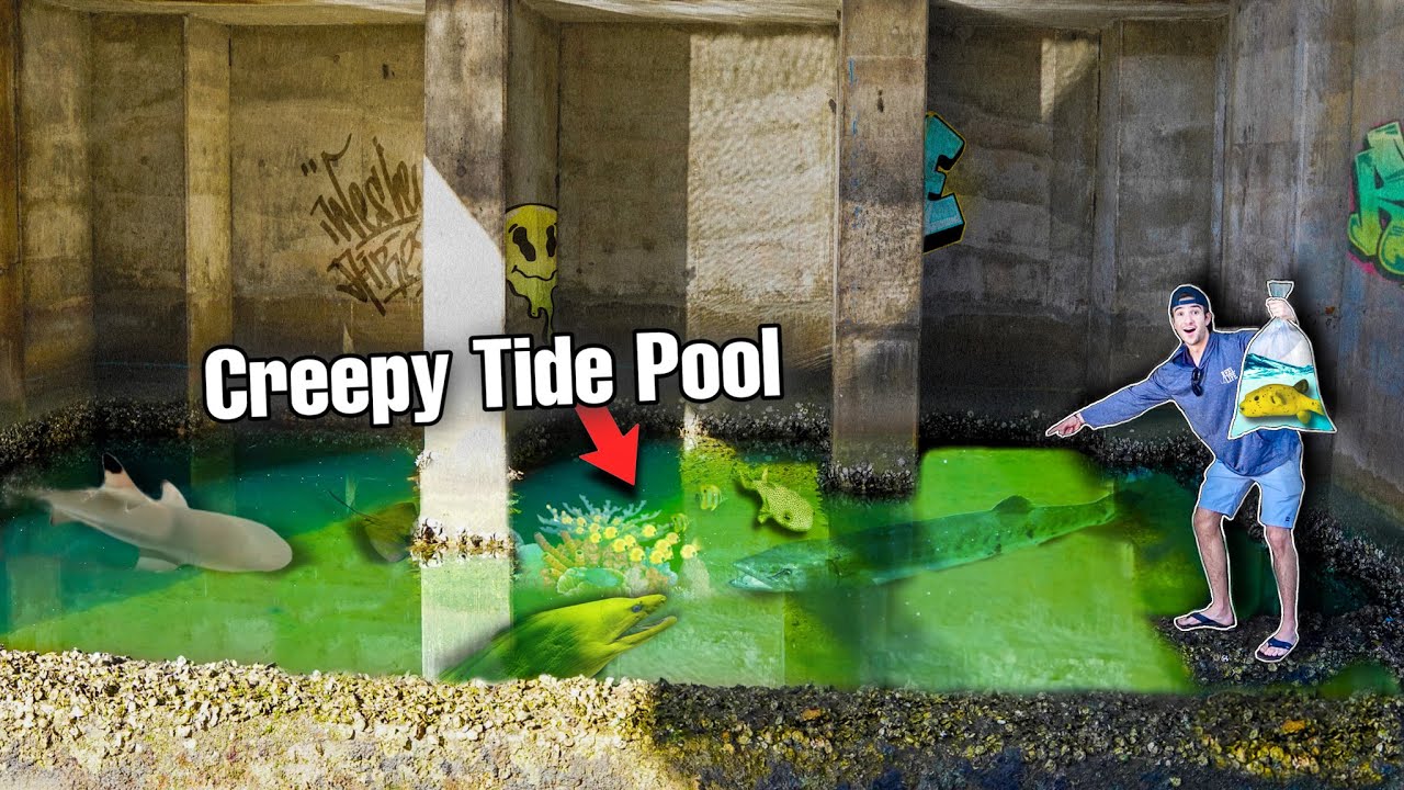 FINDING Aquarium FISH In CREEPY TIDE POOL... - YouTube