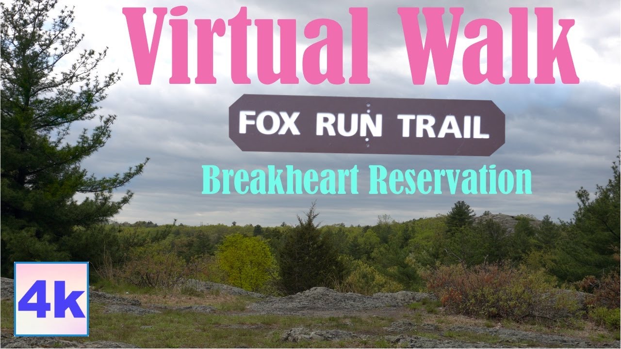 4k Virtual Walk thru a forest trail, Fox Run Trail at Breakheart ...