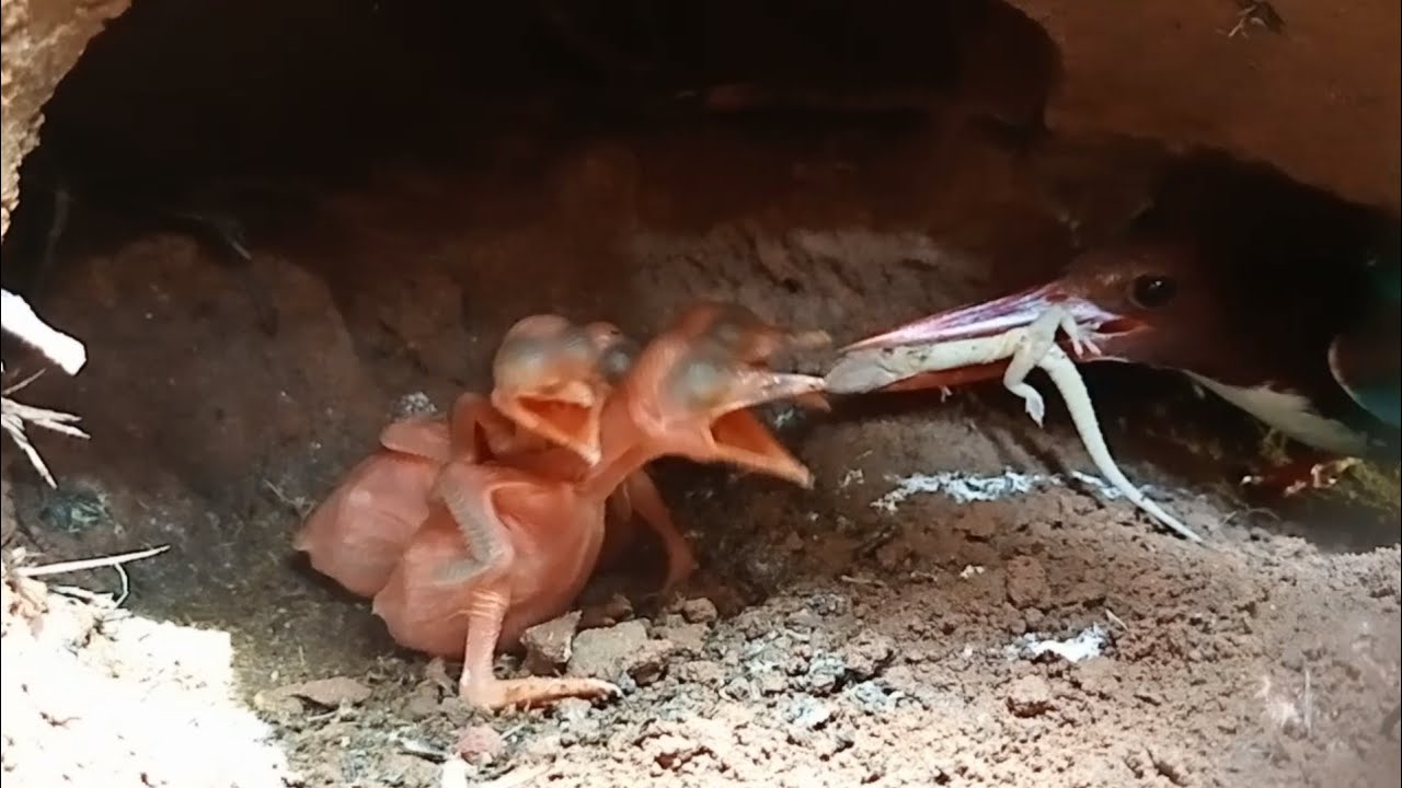 GAK MASUK AKAL‼️ ANAK BURUNG TENGKEK BAYI MERAH SUDAH MAMPU MELAHAP ...