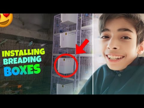 WE INSTALLED BREEDING BOXES IN BIRDS CAGES🕊 .. ANAS VLOGS ---- - YouTube