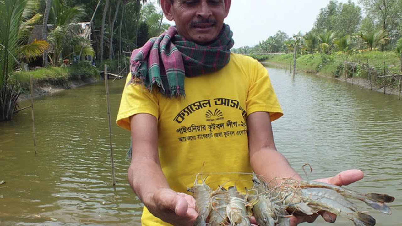 BIOSIPEC - INNOVATIVE & INTENSIVE SHRIMP FARMING - YouTube