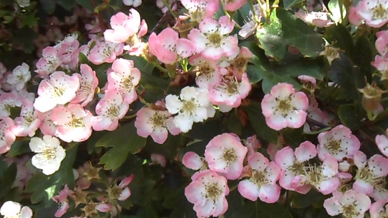 Psalm 147 Vers 1 2 3 En 7 Samenzang Katwijk GKv YouTube
