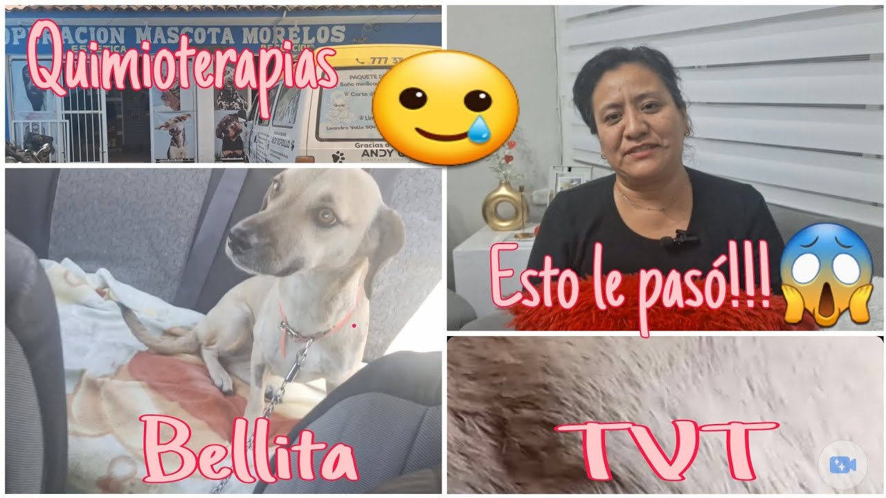 TUMOR VENERO TRANSMISIBLE (TVT)/ NOS ESTAFARON/ES CURABLE/ LLEVAMOS A ...