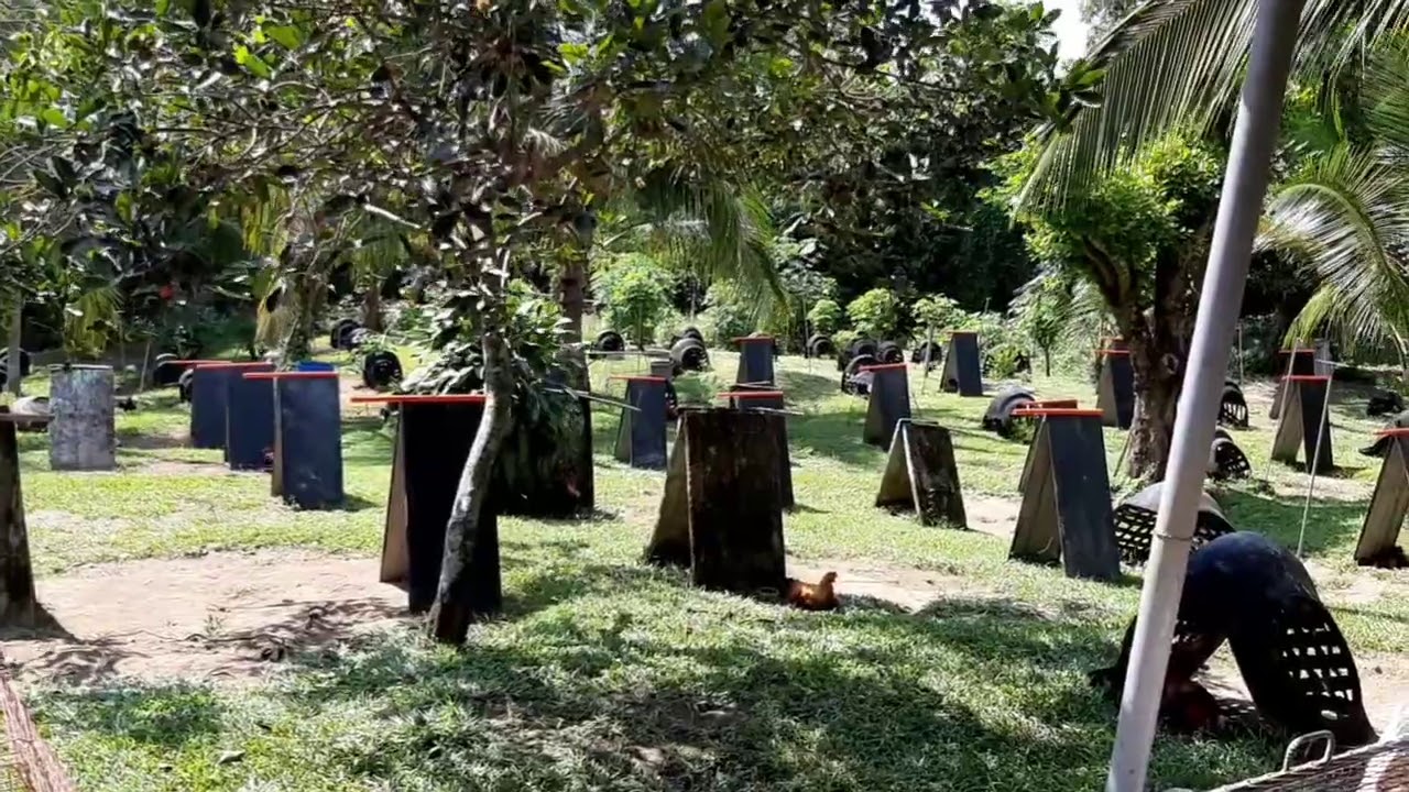 Mga Galang Native Biik | Native Pigs | FarmBoyEh - YouTube