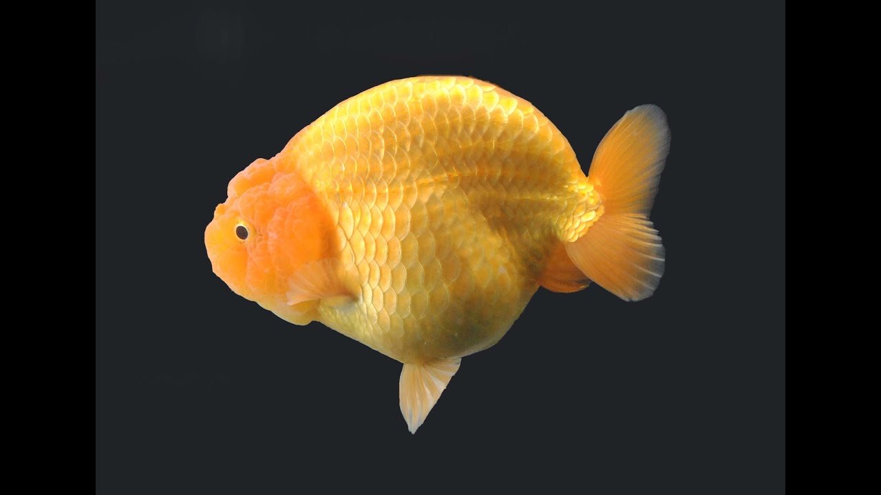 Wow Its Beautiful Yellow Goldfish in Tank #goldfish #fish #nature #wild ...