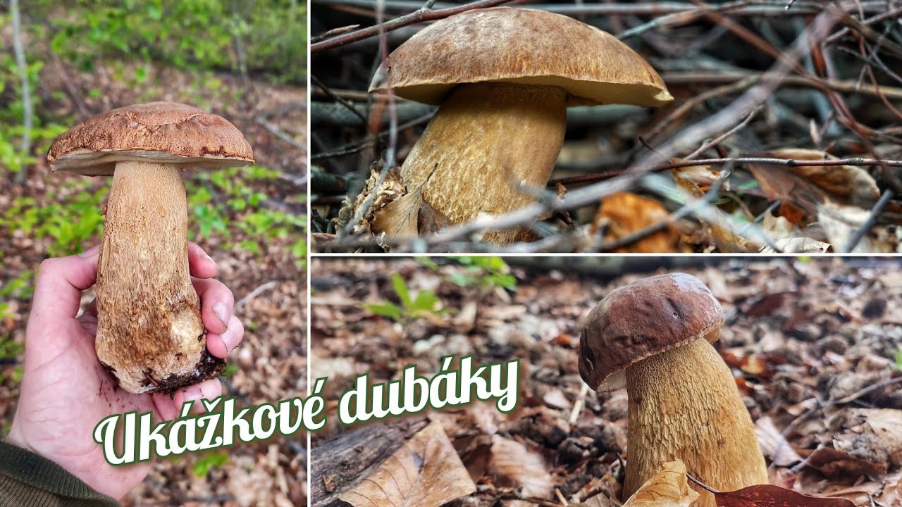 HUBY HRÍBY 2023 - ukážkové dubáky z Gemera, z hubárčenia ma vyhnal dážď ...