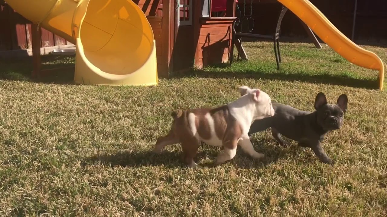 Duke- Male English Bulldog - YouTube