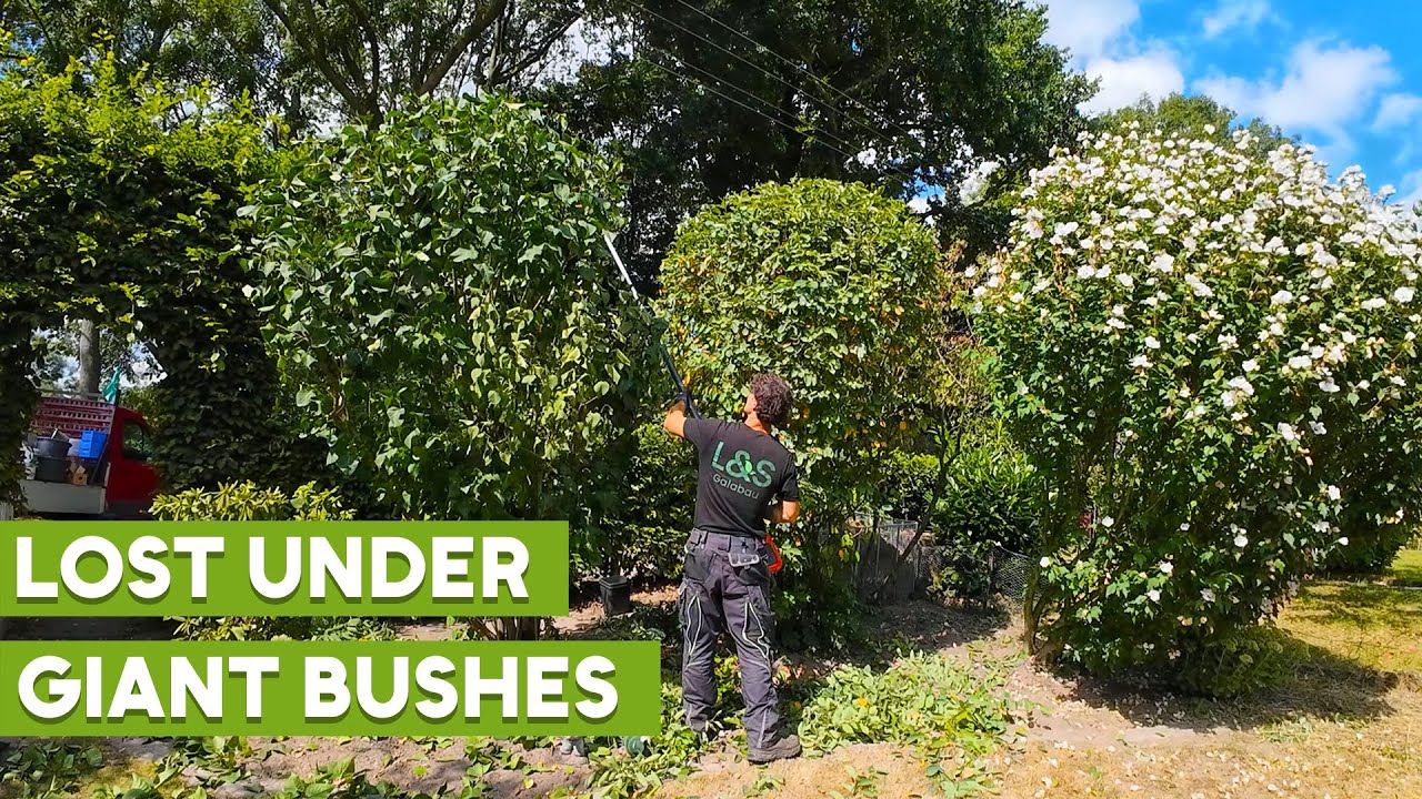 WE TRANSFORMED THESE GIANT OVERGROWN BUSHES... - YouTube