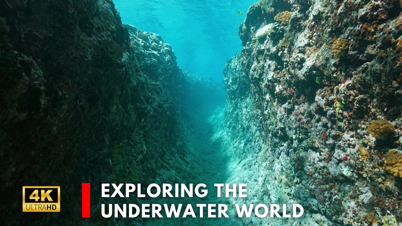 Dive into Wonder: Exploring the Underwater World in Mesmerizing 4K UHD ...