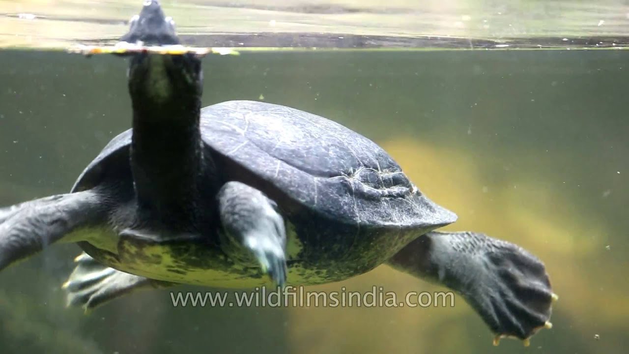 Painted terrapin (Batagur borneoensis) - YouTube