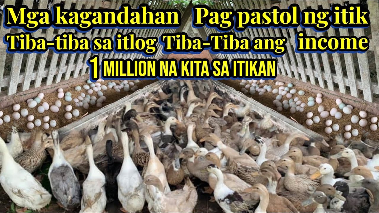 TIBA-TIBA sa ITLOG TIBA-TIBA sa INCOME MGA KAGANDAHAN SA PAG PASTOL NG ITIK | ITIK FARM - YouTube