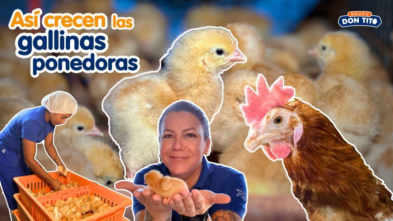 Granja Avícola Don Tito - Conoce el proceso de PRODUCCIÓN DE HUEVOS ...