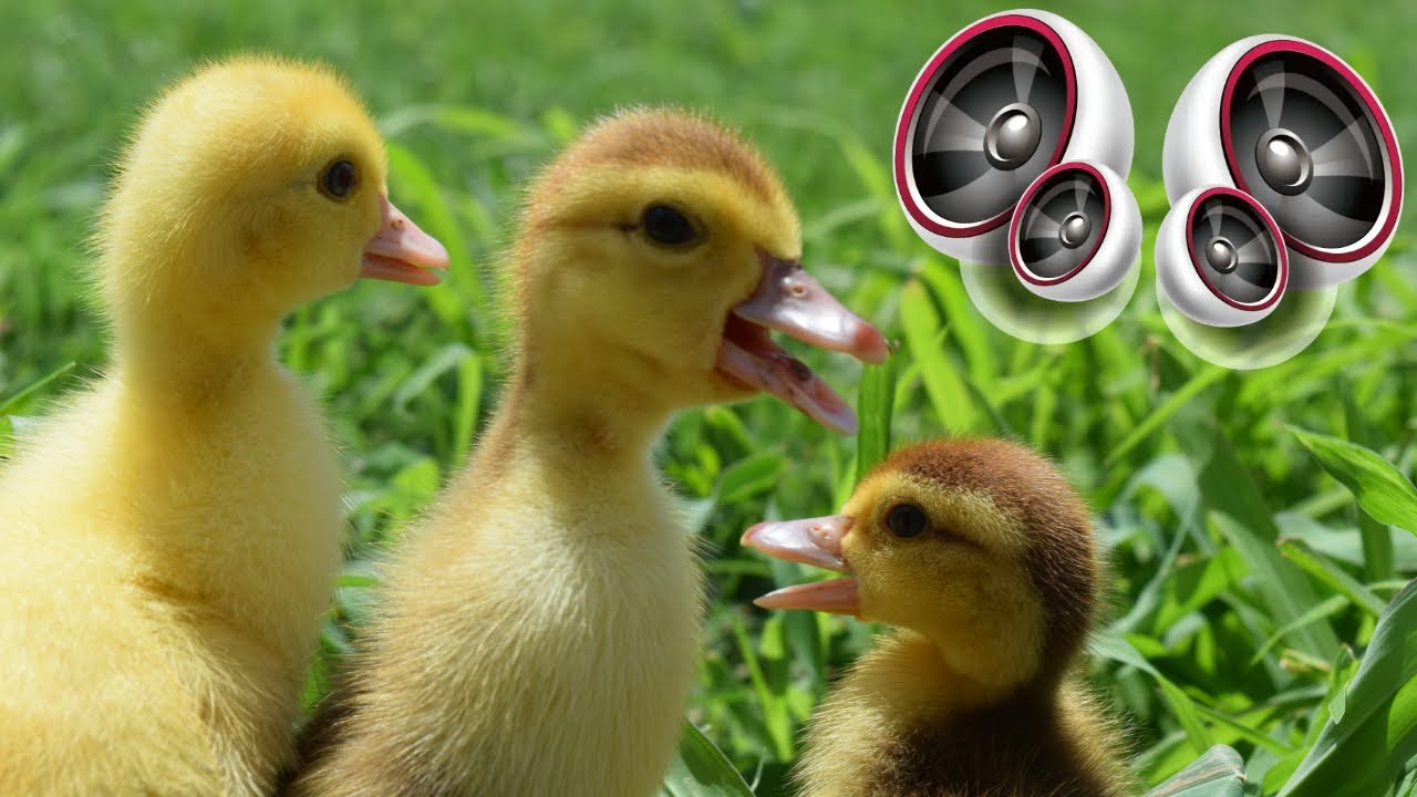 POC funny Duck - Sound Effect High Definition Free | Copyright free ...