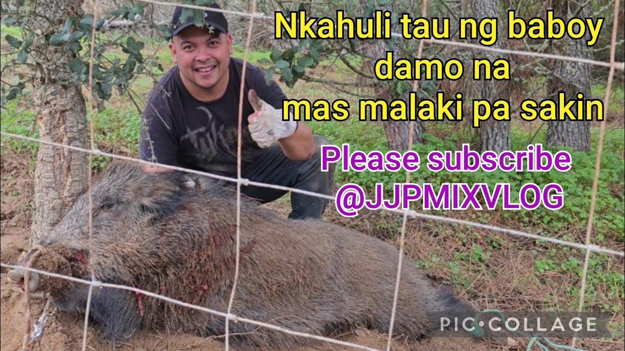 PART 1 BABOY RAMO OR WILD BOAR NA HULI KUNA ANG ISA SA MGA BUMUNGKAL SA ...