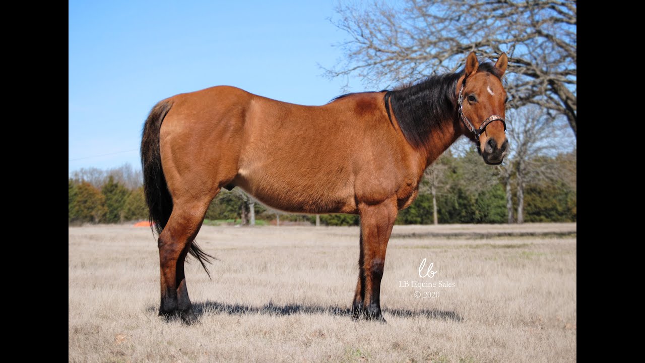 "Brooks the Dun" anyone can ride, easy, broke, gentle & quiet line back ...