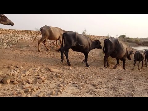 Buffalo going to cross water 🤔| Animals activities| Wildlife | Amazing ...