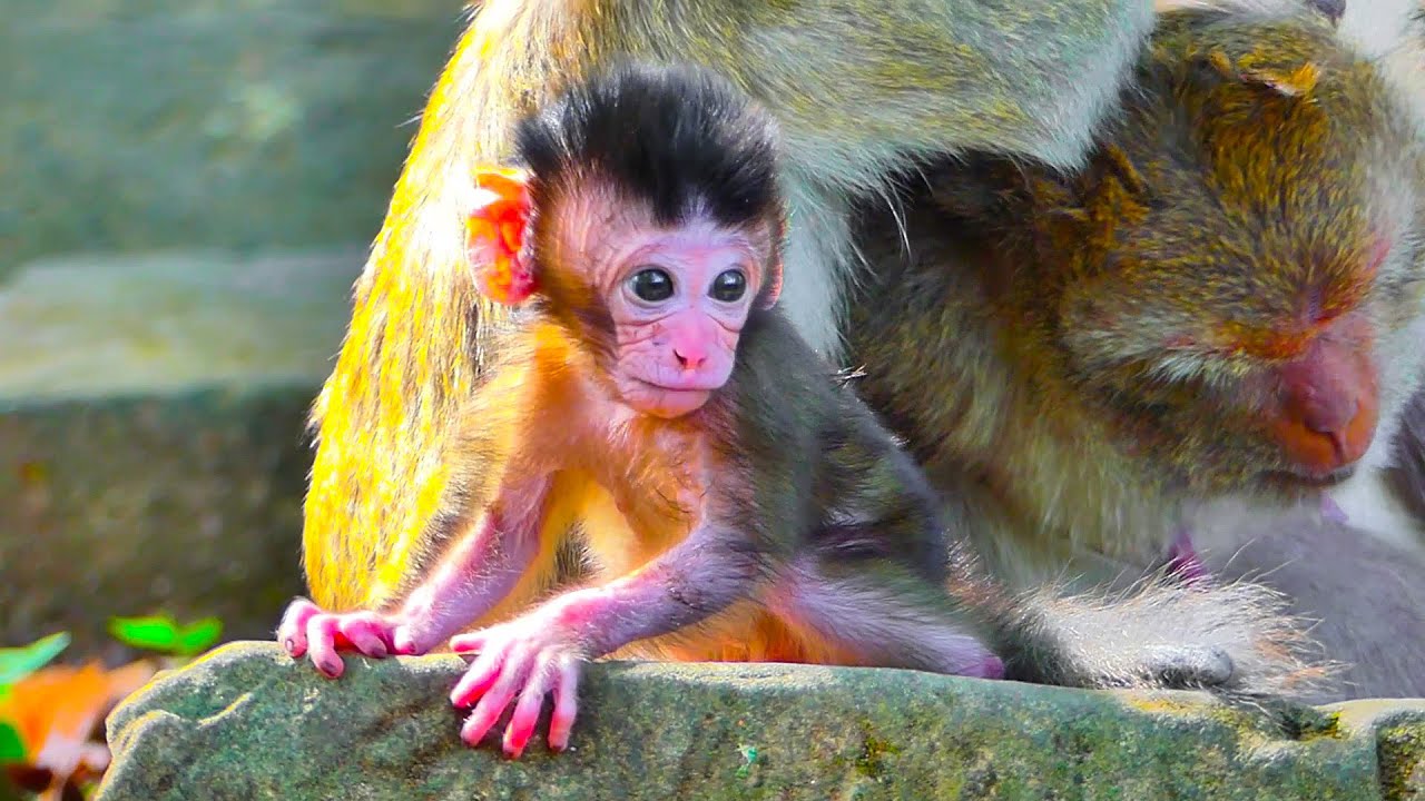 OMG_Daisy monkey training her baby but lost control her baby Falling ...