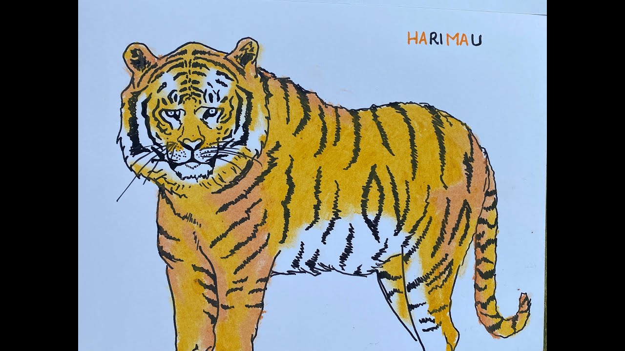 Menggambar, Melukis, dan Mewarnai Harimau How to draw - YouTube