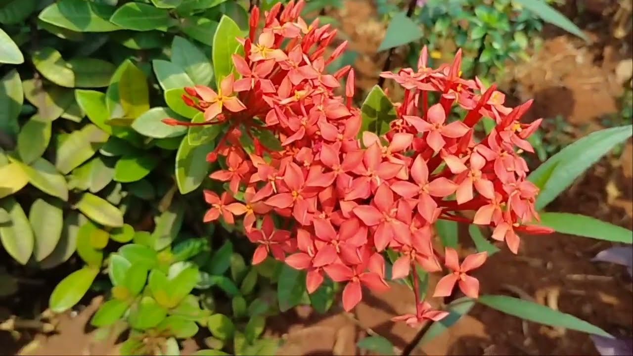 BUNGA ASOKA WARNA MERAH - YouTube