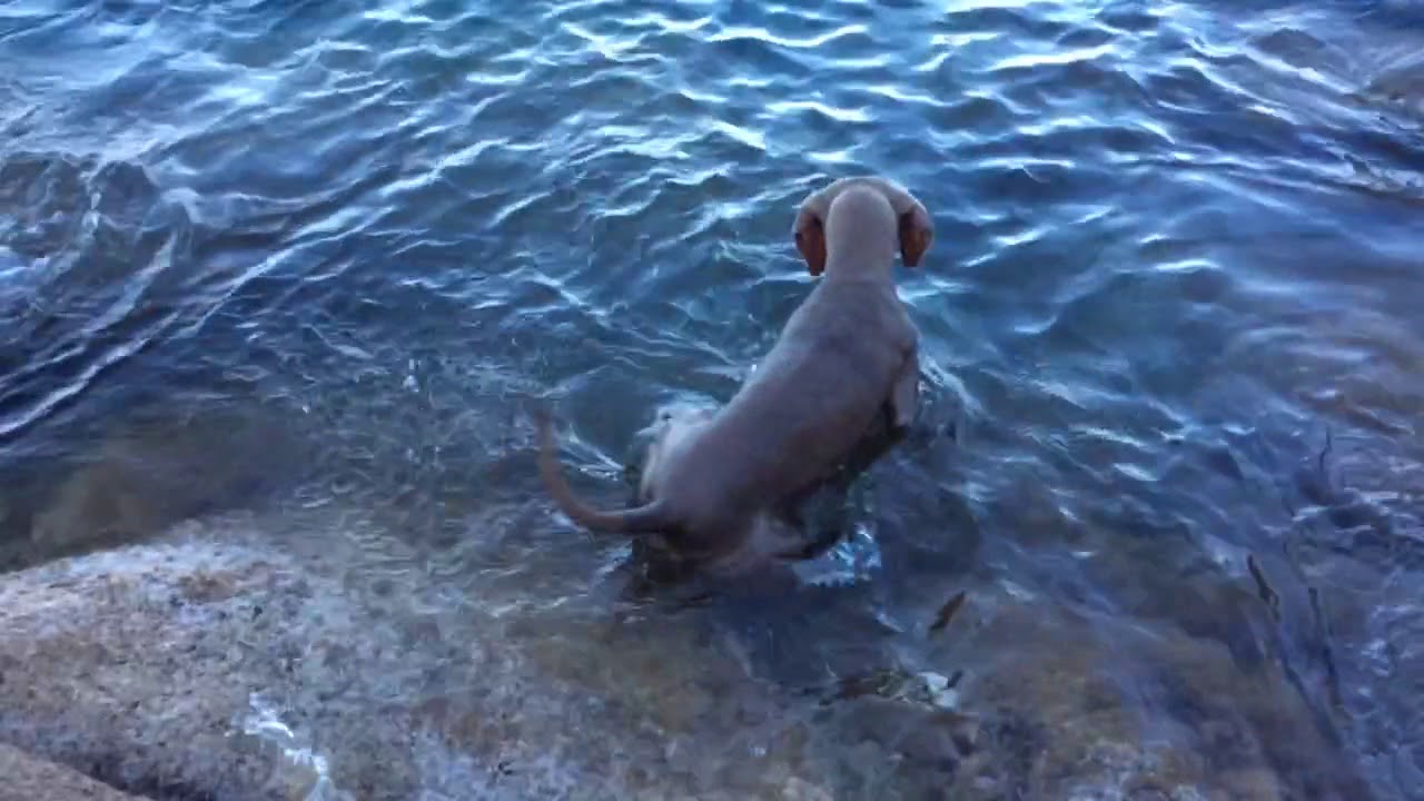 Elmo stressed out because can’t catch an octopus - YouTube