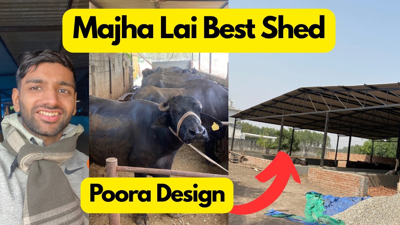 Best Shed Design for Buffalo Dairy Farm. - YouTube