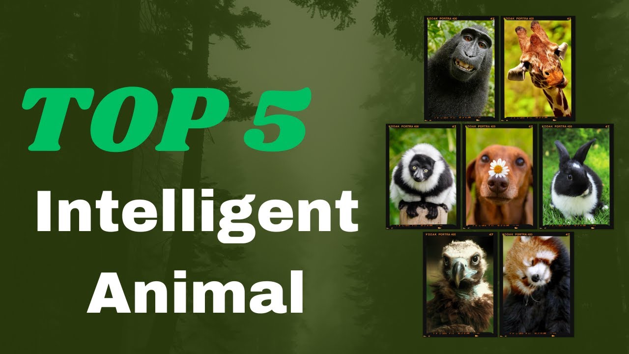Top Five Intelligent Animals - YouTube